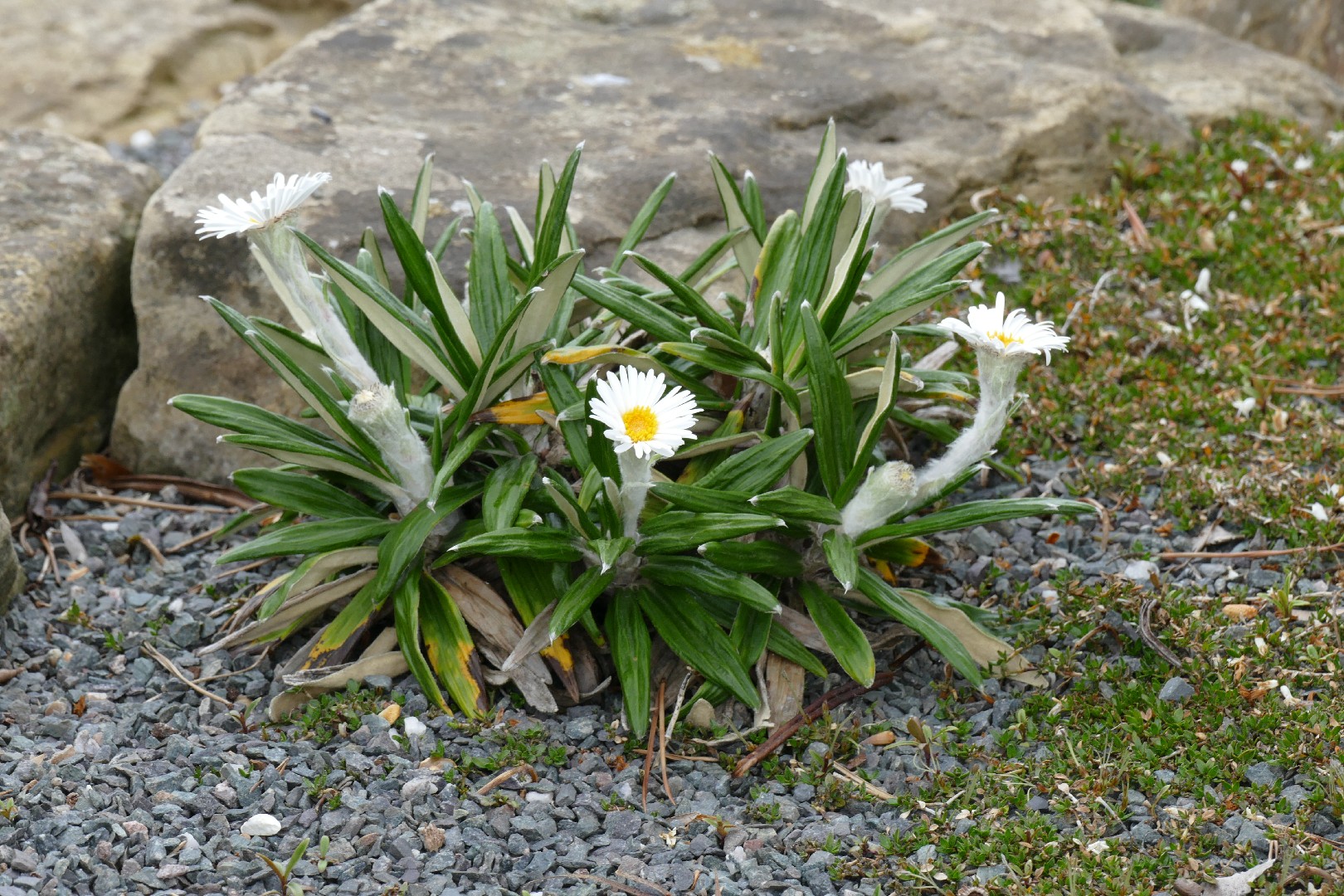 Celmisia spectabilis - PictureThis