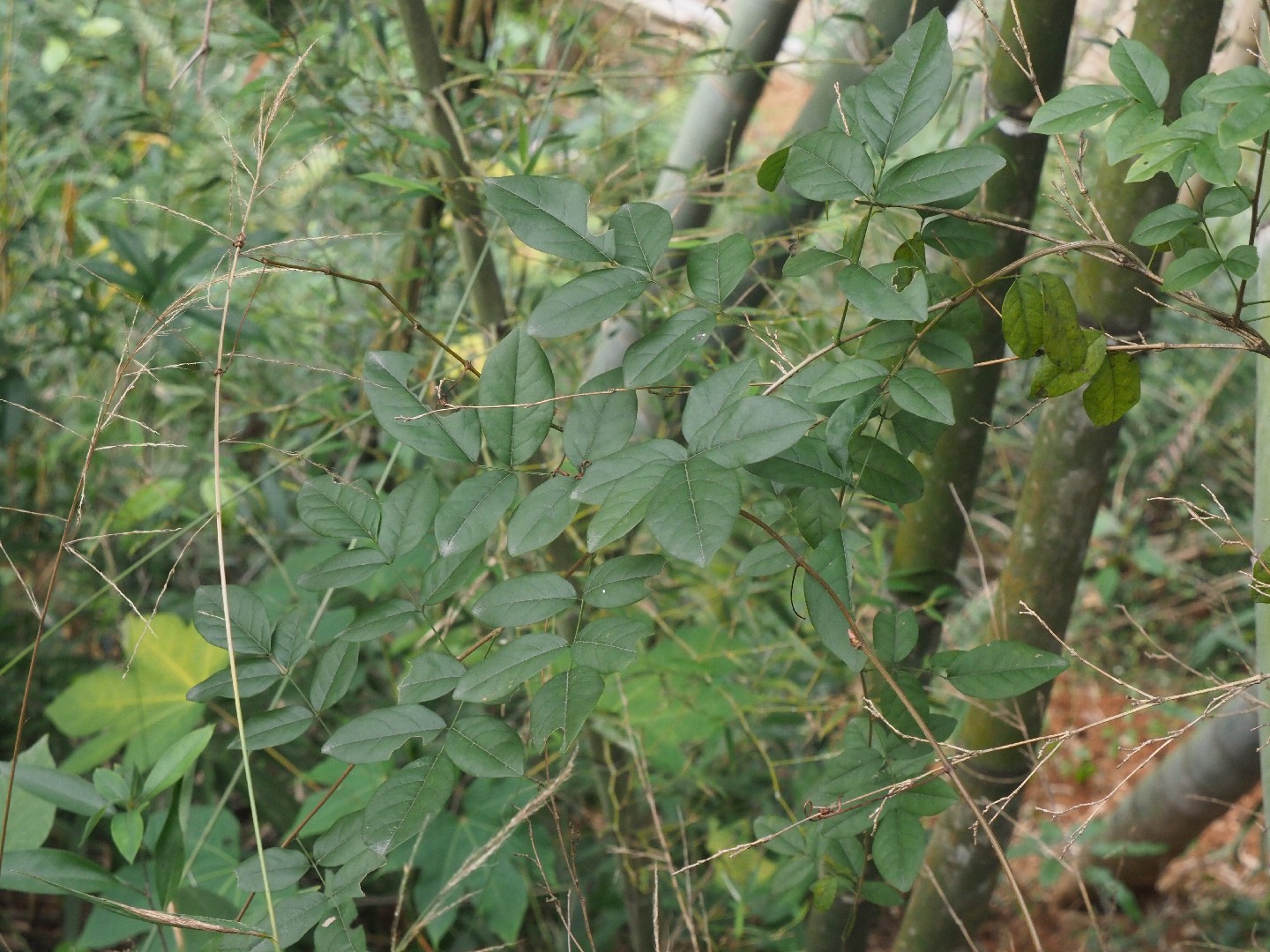 Derris Care (Watering, Fertilize, Pruning, Propagation) - PictureThis