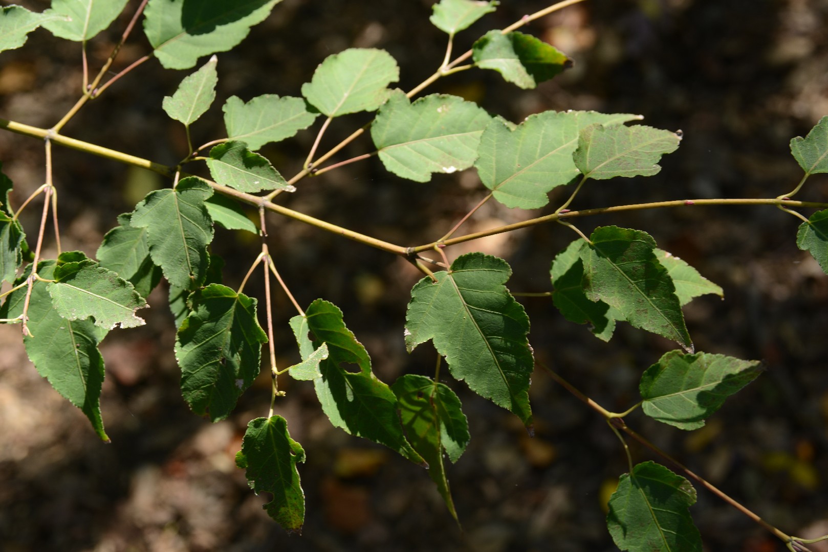 Hawthorn Maple Events From March 15, 2025 – October 12, 2020