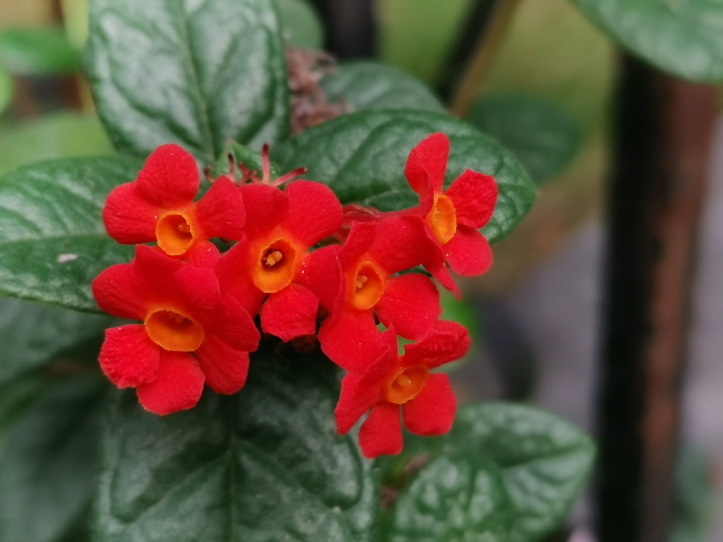 Rosa de Panamá (Rondeletia odorata) - PictureThis