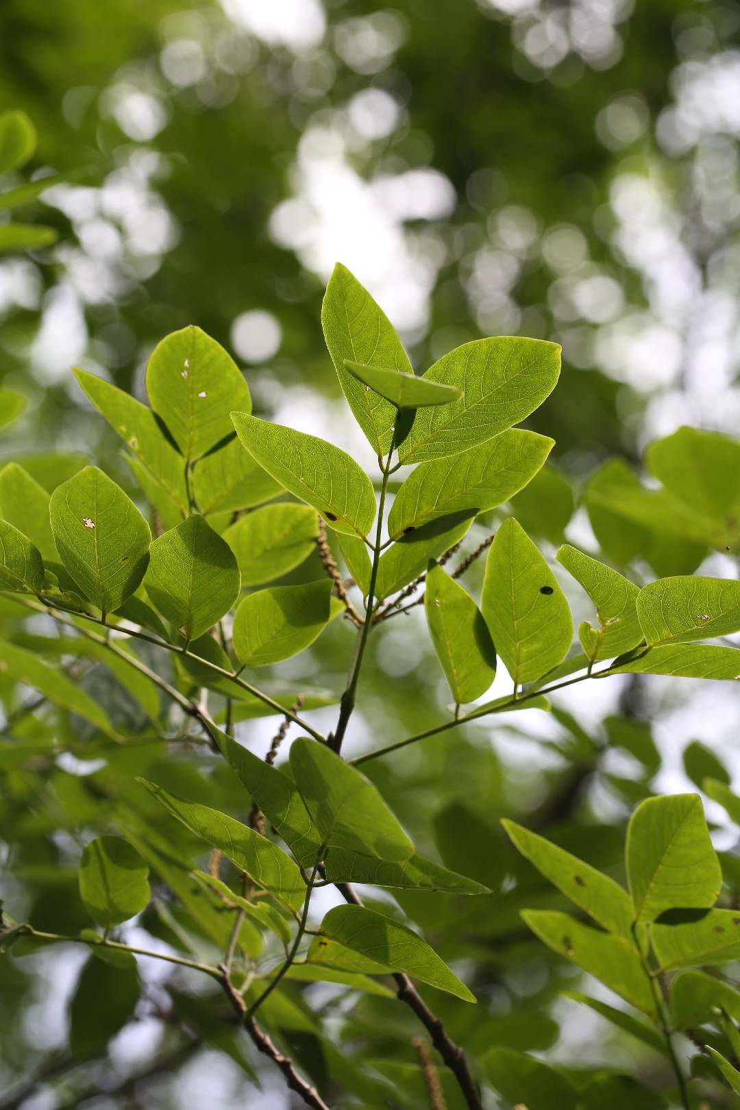 Amur maackia (Maackia amurensis) Flower, Leaf, Care, Uses - PictureThis