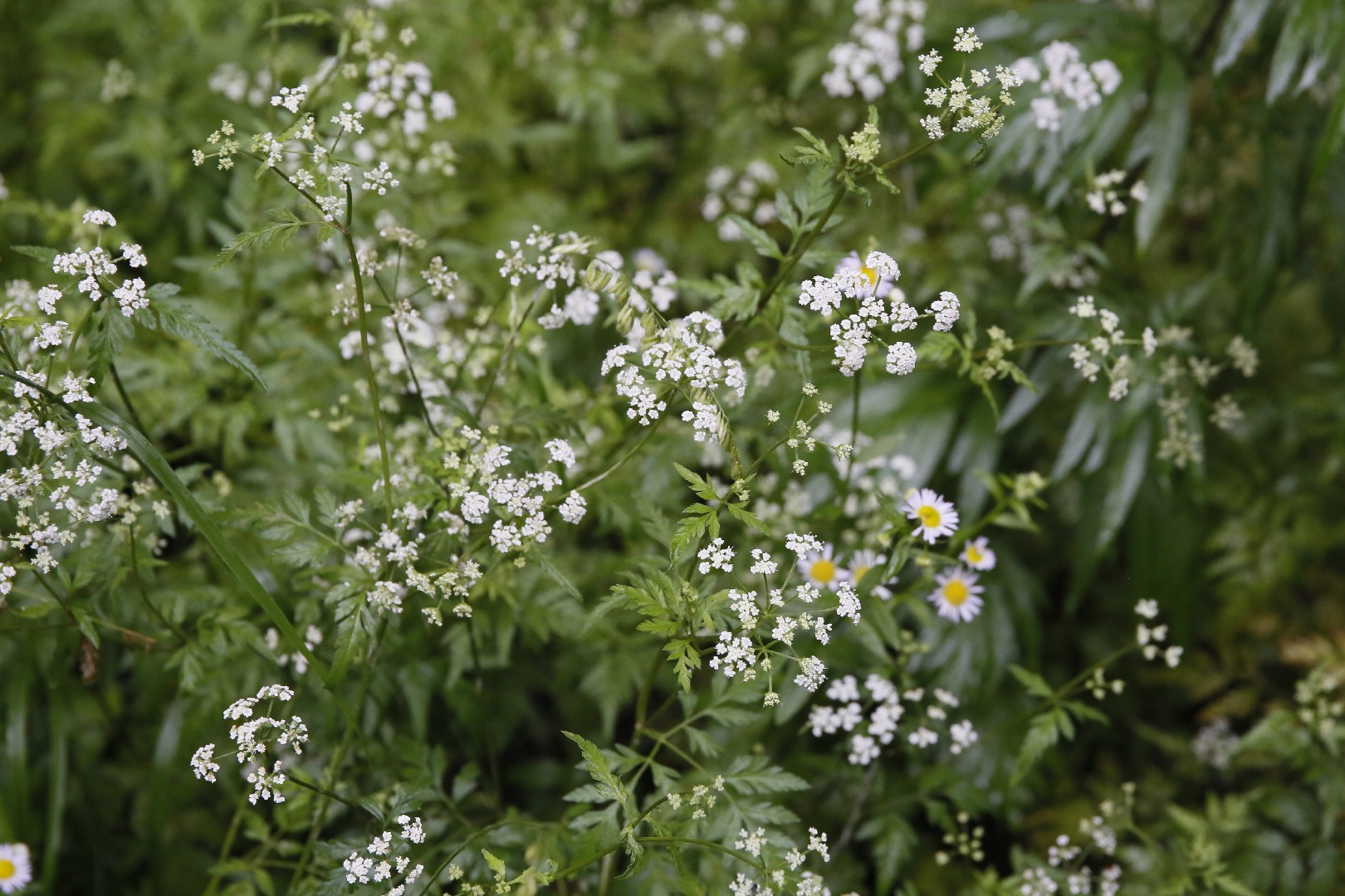 Torilis scabra - PictureThis
