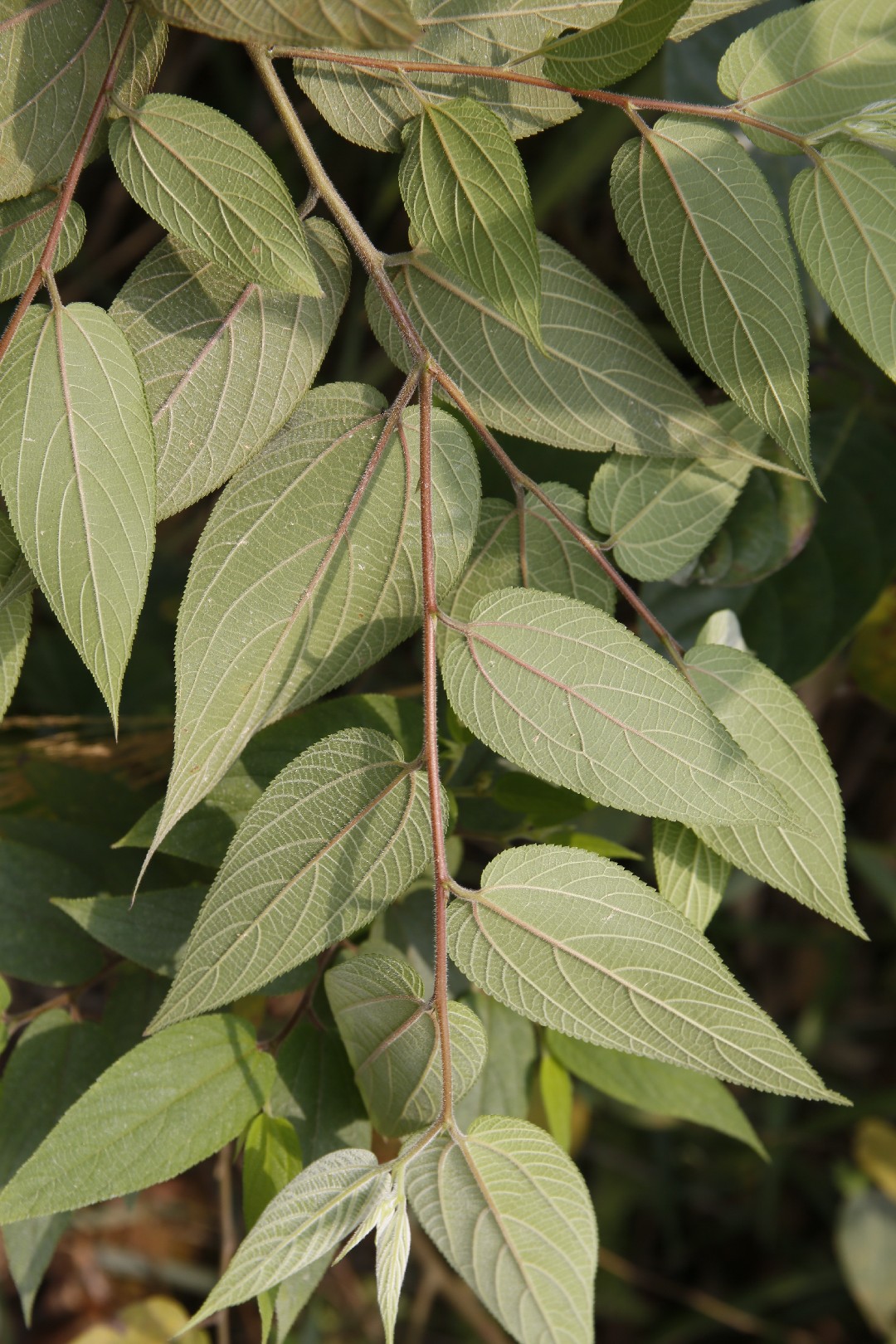 Trema tomentosa - PictureThis