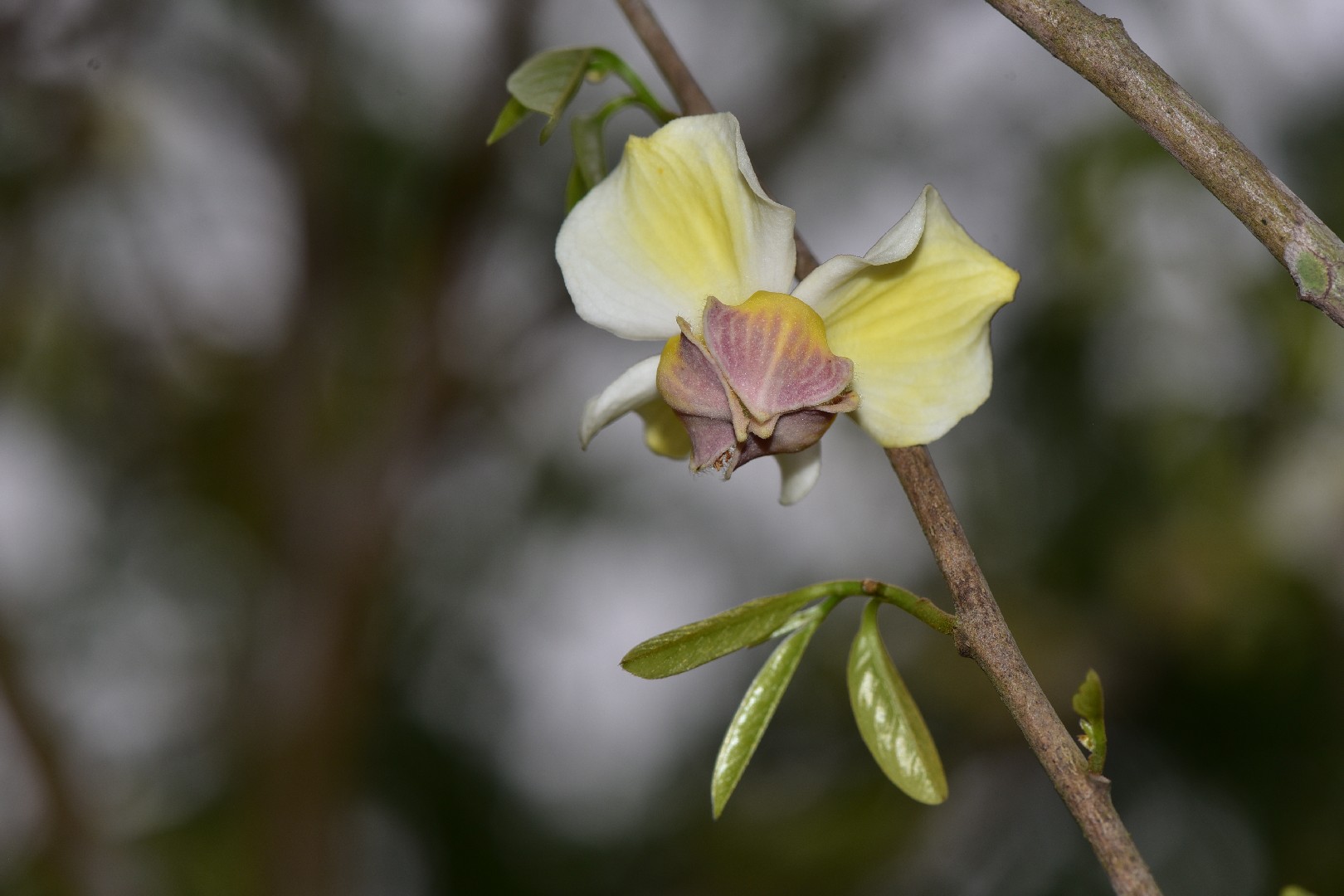 Mitrephora - PictureThis