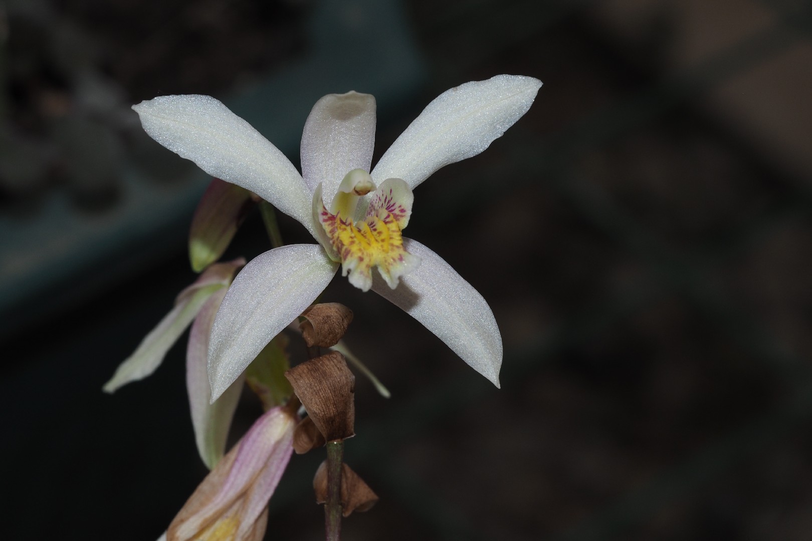 Bletilla formosana - PictureThis