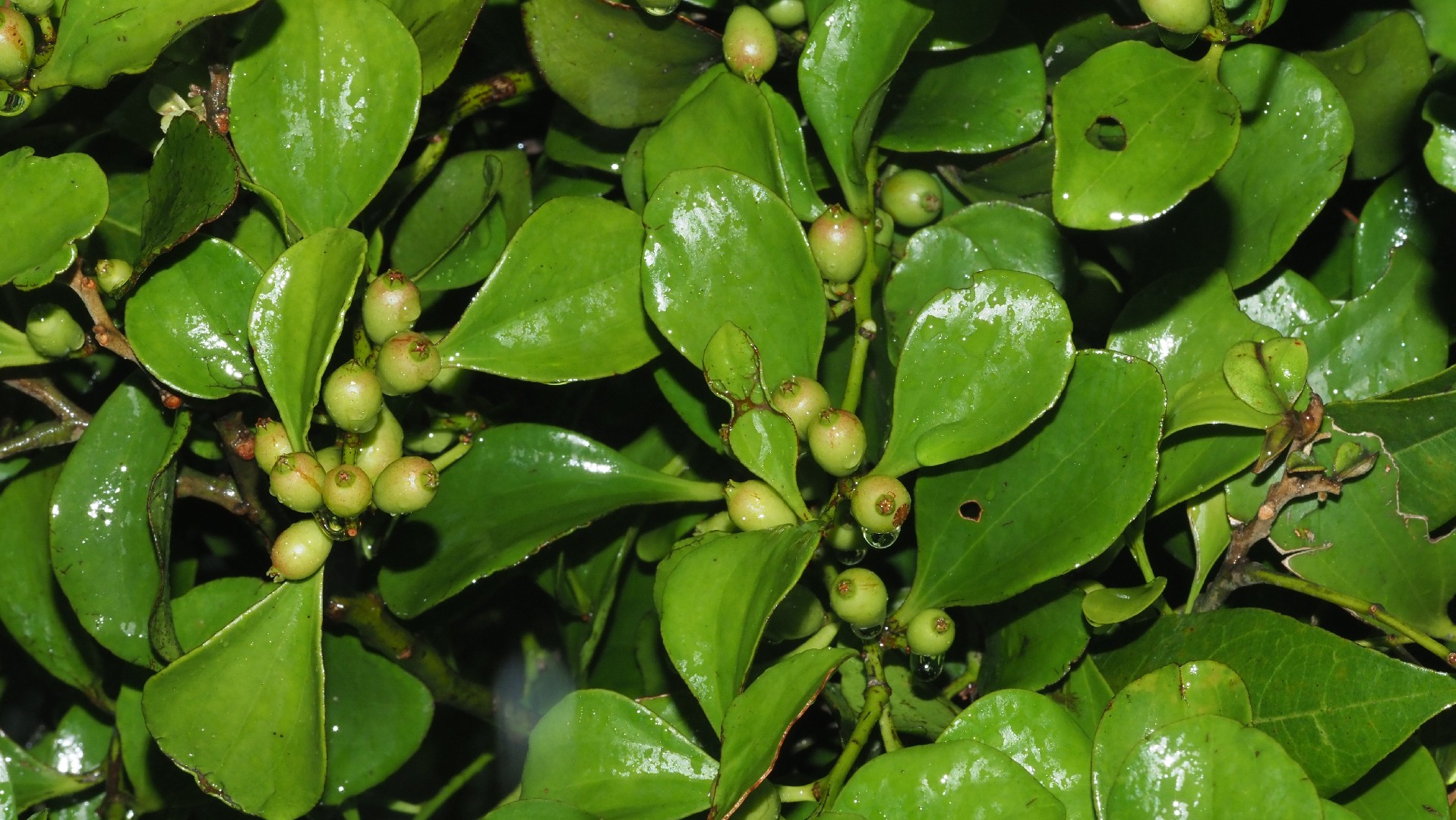 Dendrotrophe varians - PictureThis