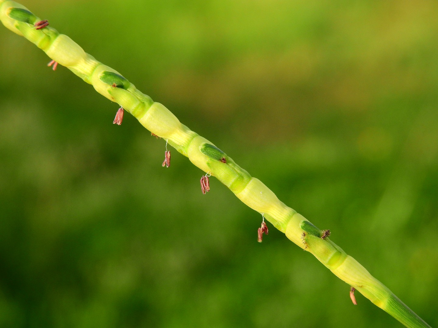 Rottboellia cochinchinensis - PictureThis