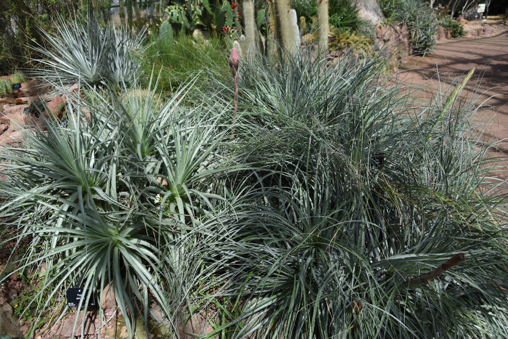 Puya venusta - PictureThis