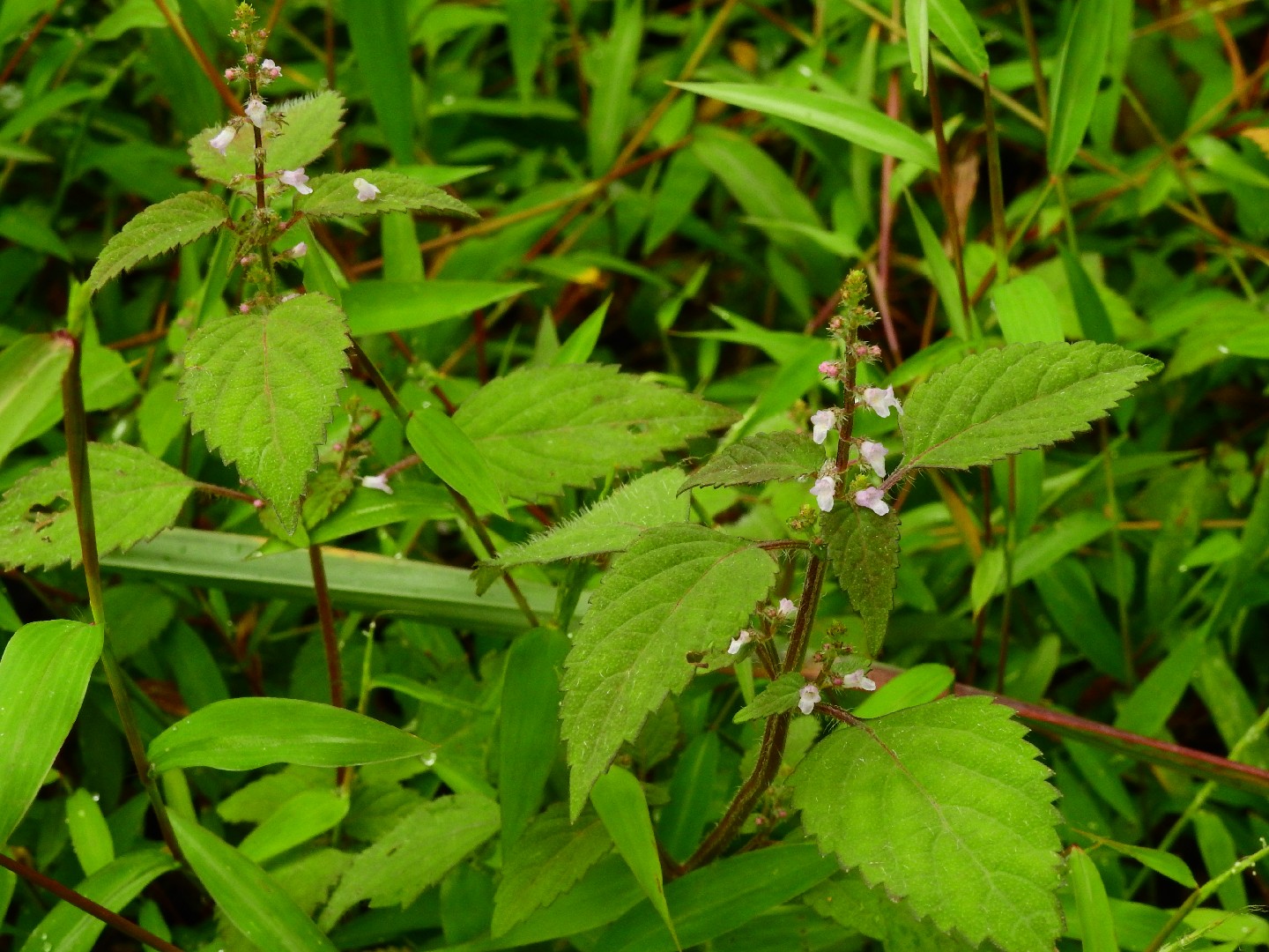 Mosla dianthera - PictureThis