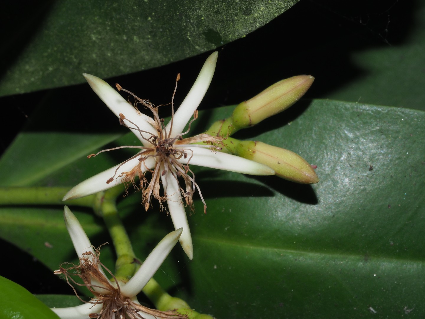 Kandelia Care (Watering, Fertilize, Pruning, Propagation) - PictureThis