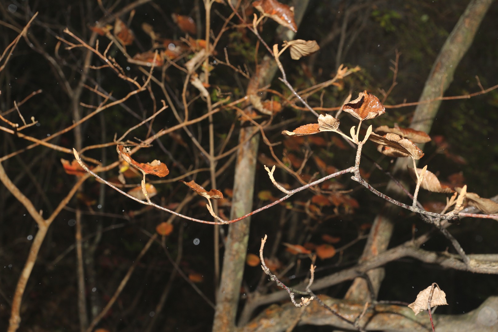 Viburnum sympodiale - PictureThis