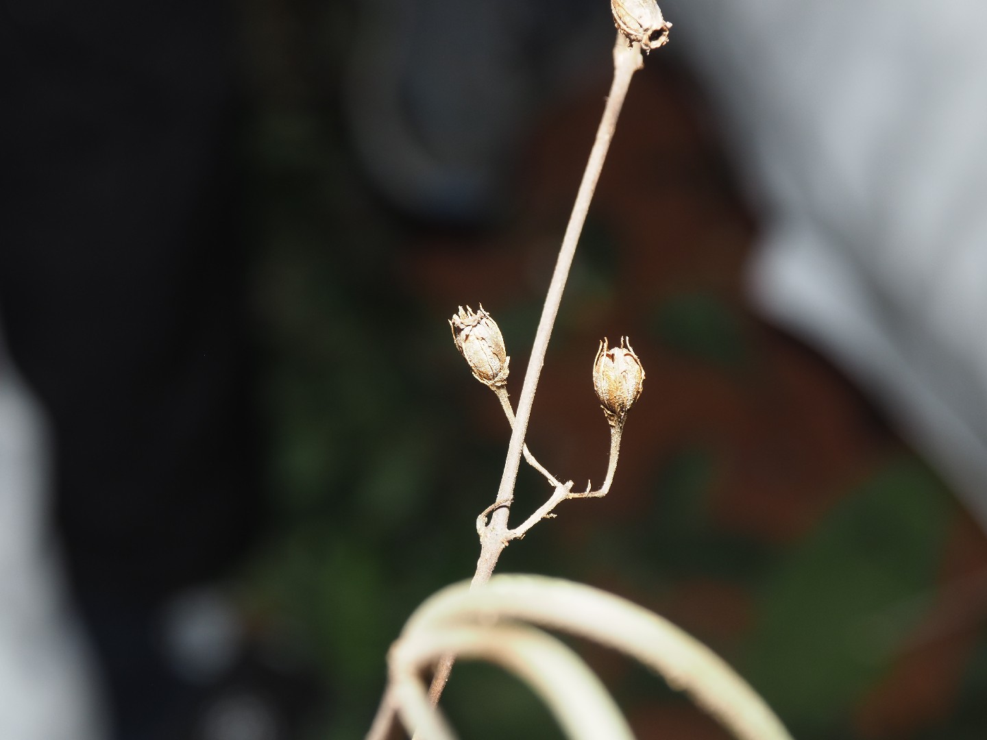 Oxyspora paniculata 照顧，種植，繁殖，開花時間 - PictureThis
