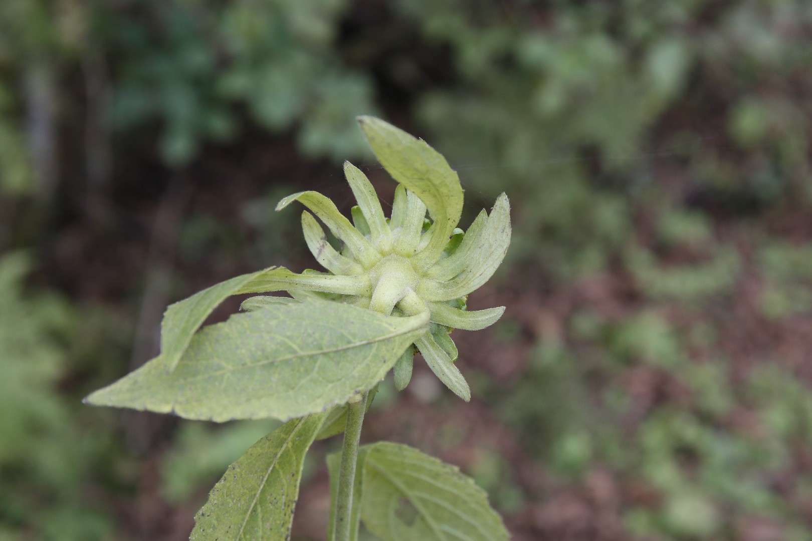 Carpesium cernuum - PictureThis