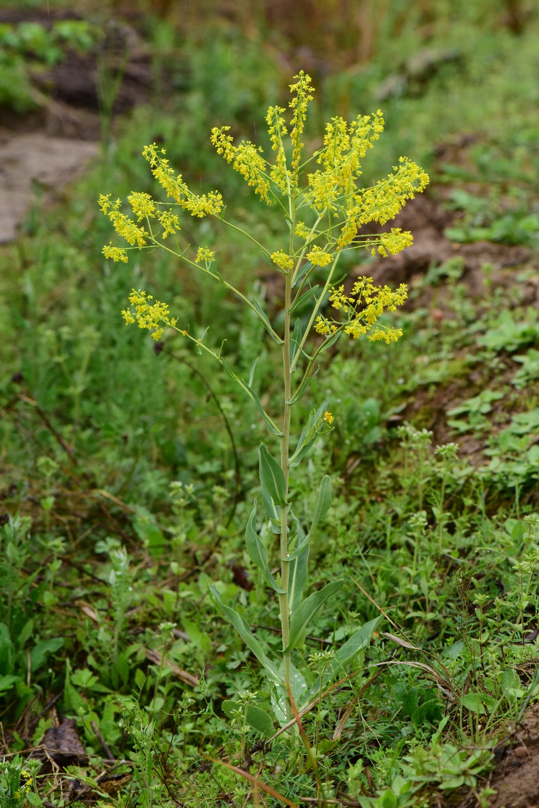 Isatis tinctoria - PictureThis
