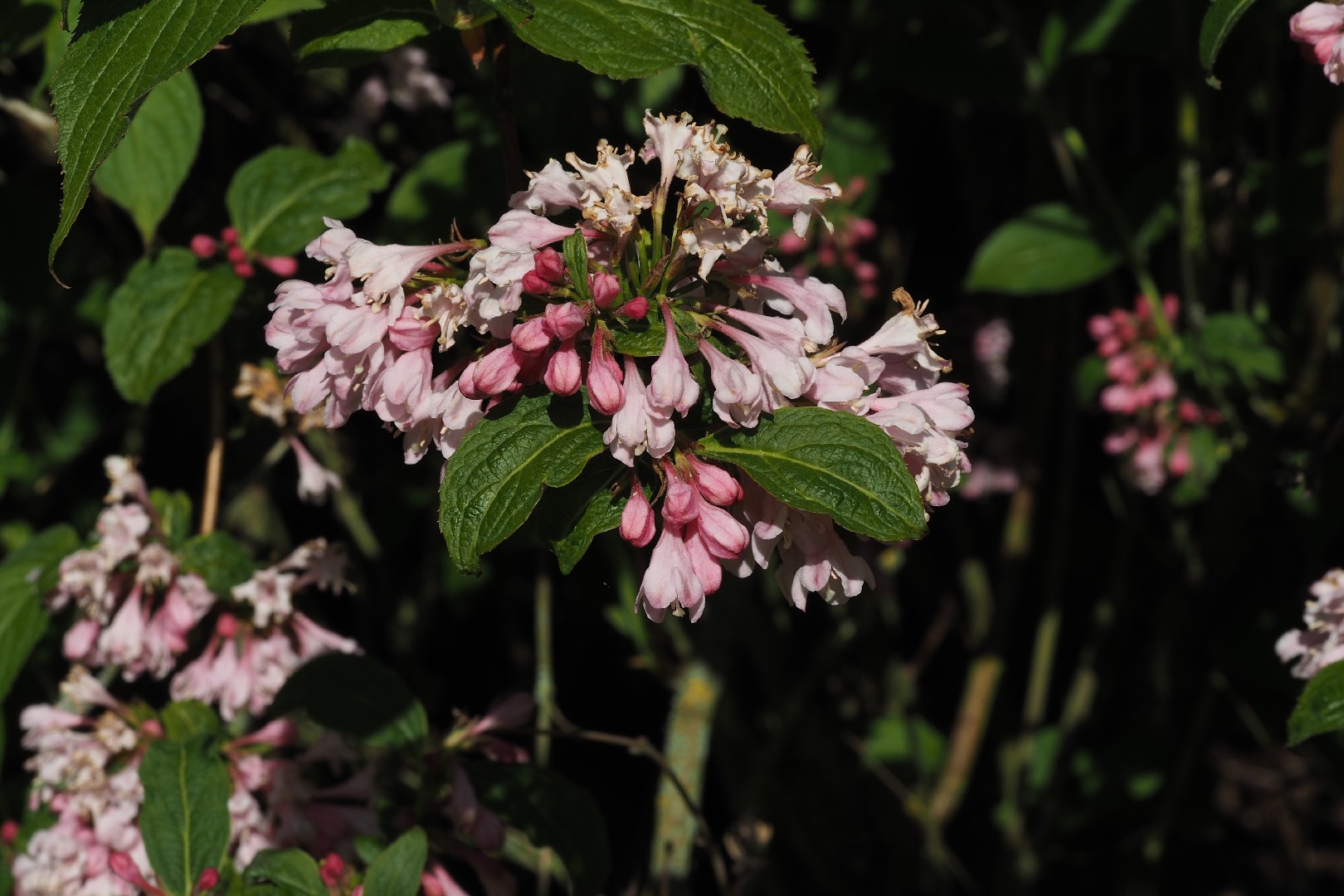 Weigela hortensis - PictureThis