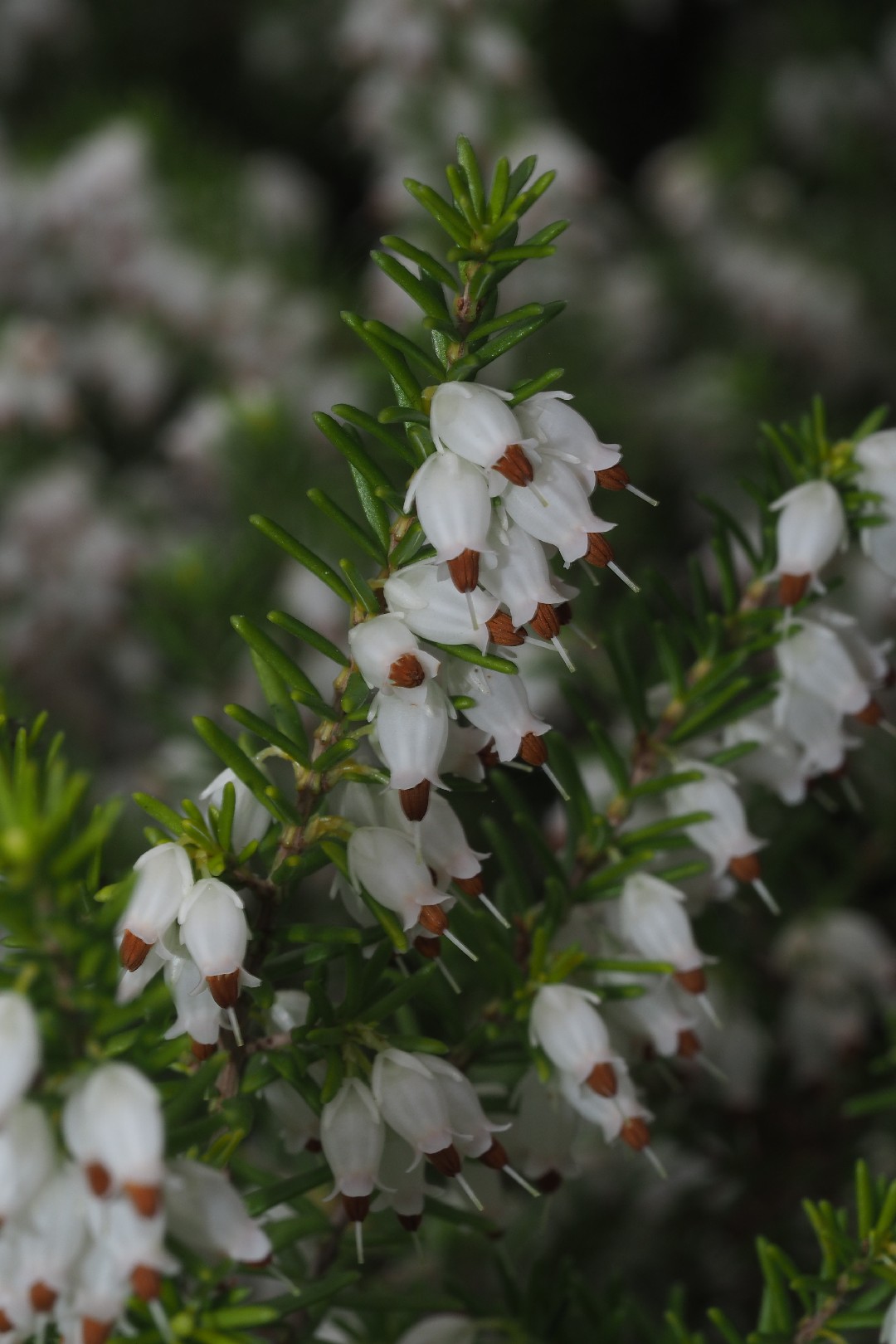 Brezo De Primavera