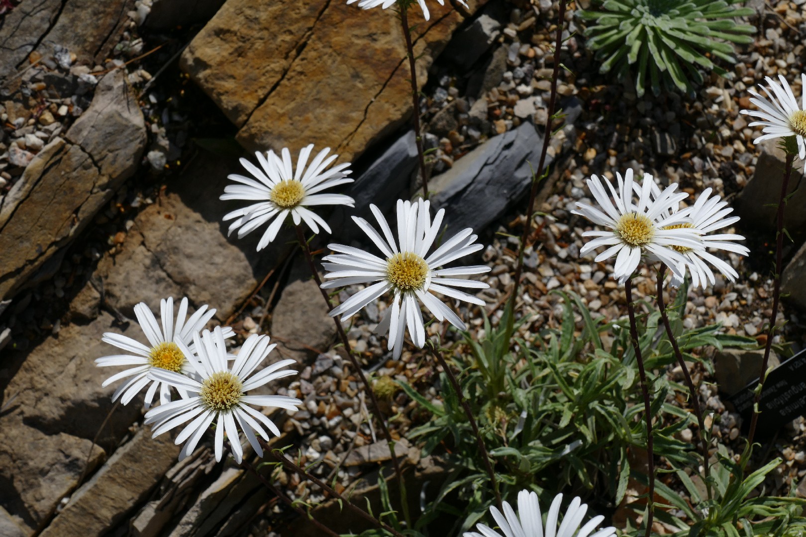 Celmisia angustifolia - PictureThis