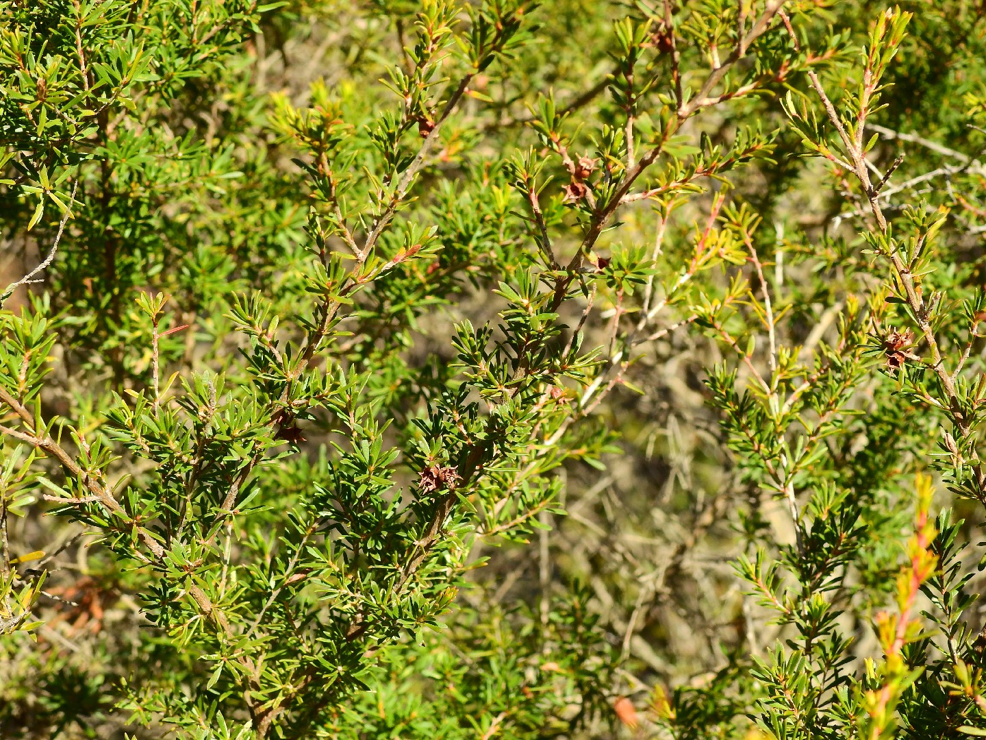 Leucopogon microphyllus - PictureThis