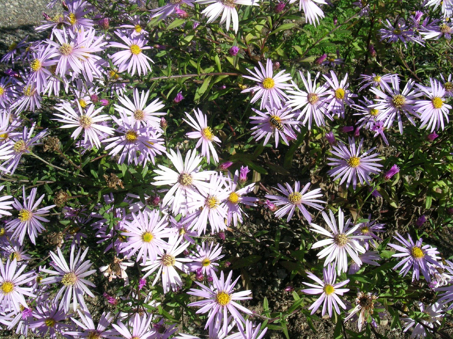 Aster pyrenaeus - PictureThis