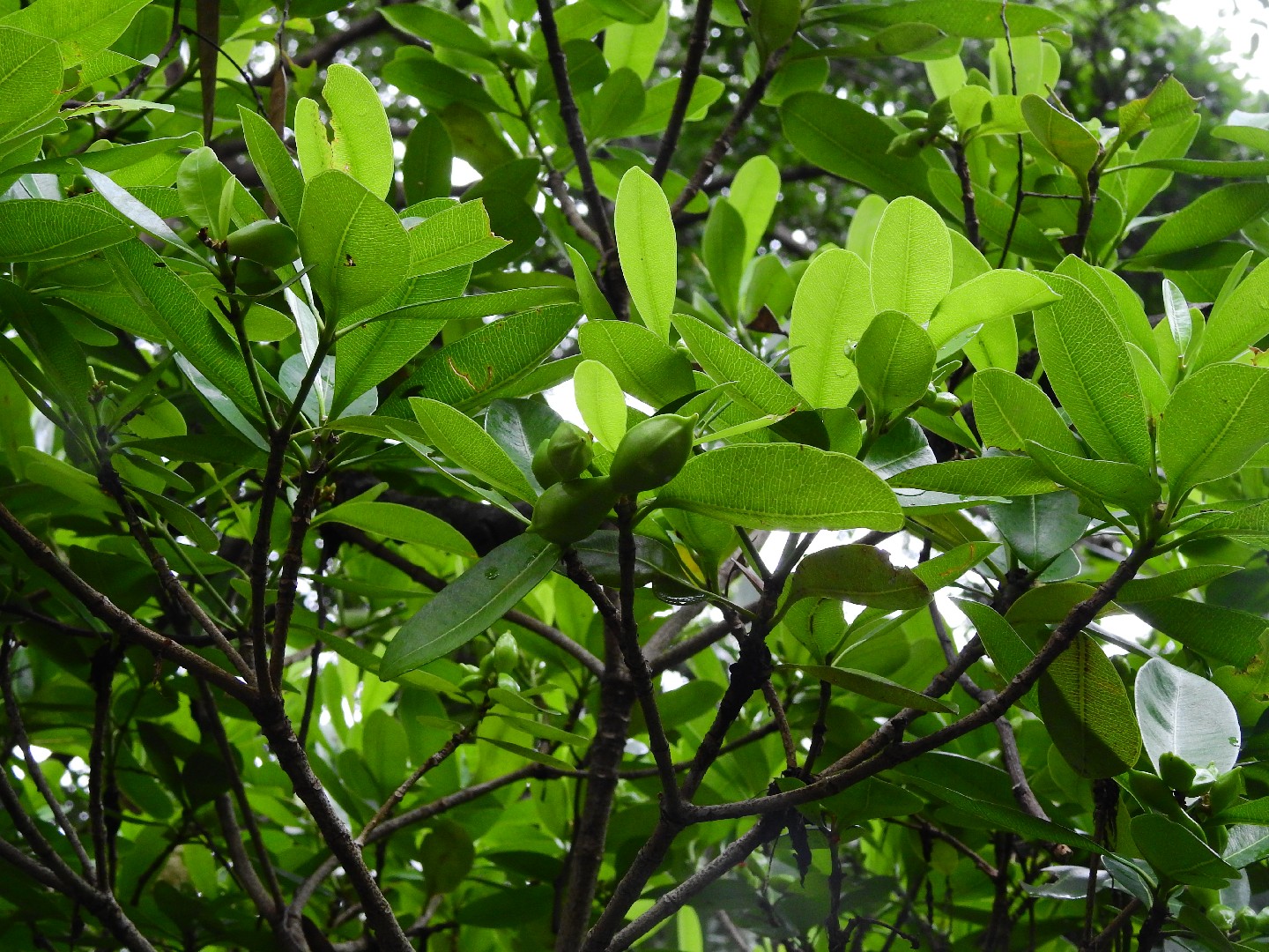 Gustavia augusta - PictureThis