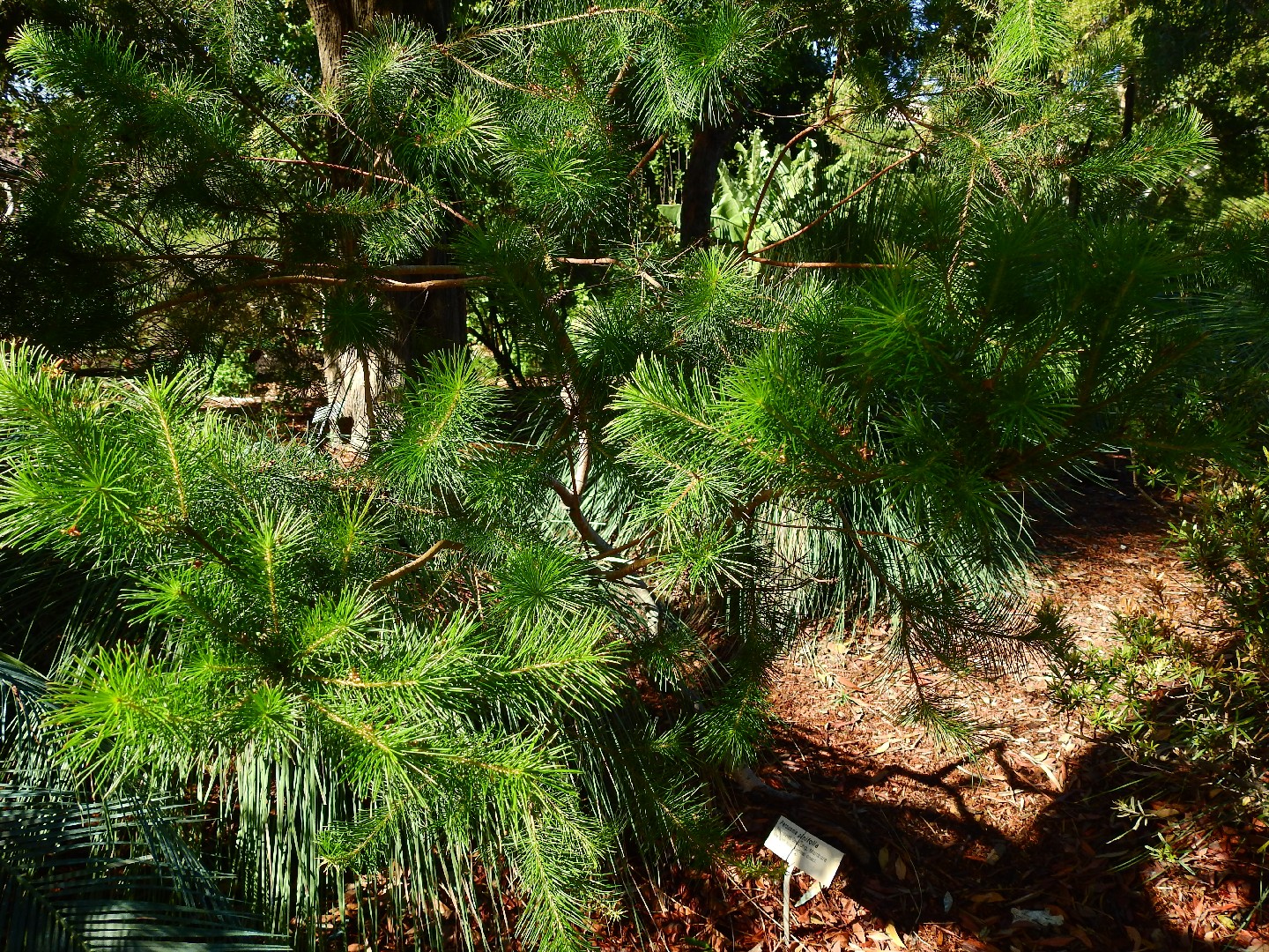 Pine-leaf geebung (Persoonia pinifolia) Flower, Leaf, Care, Uses ...