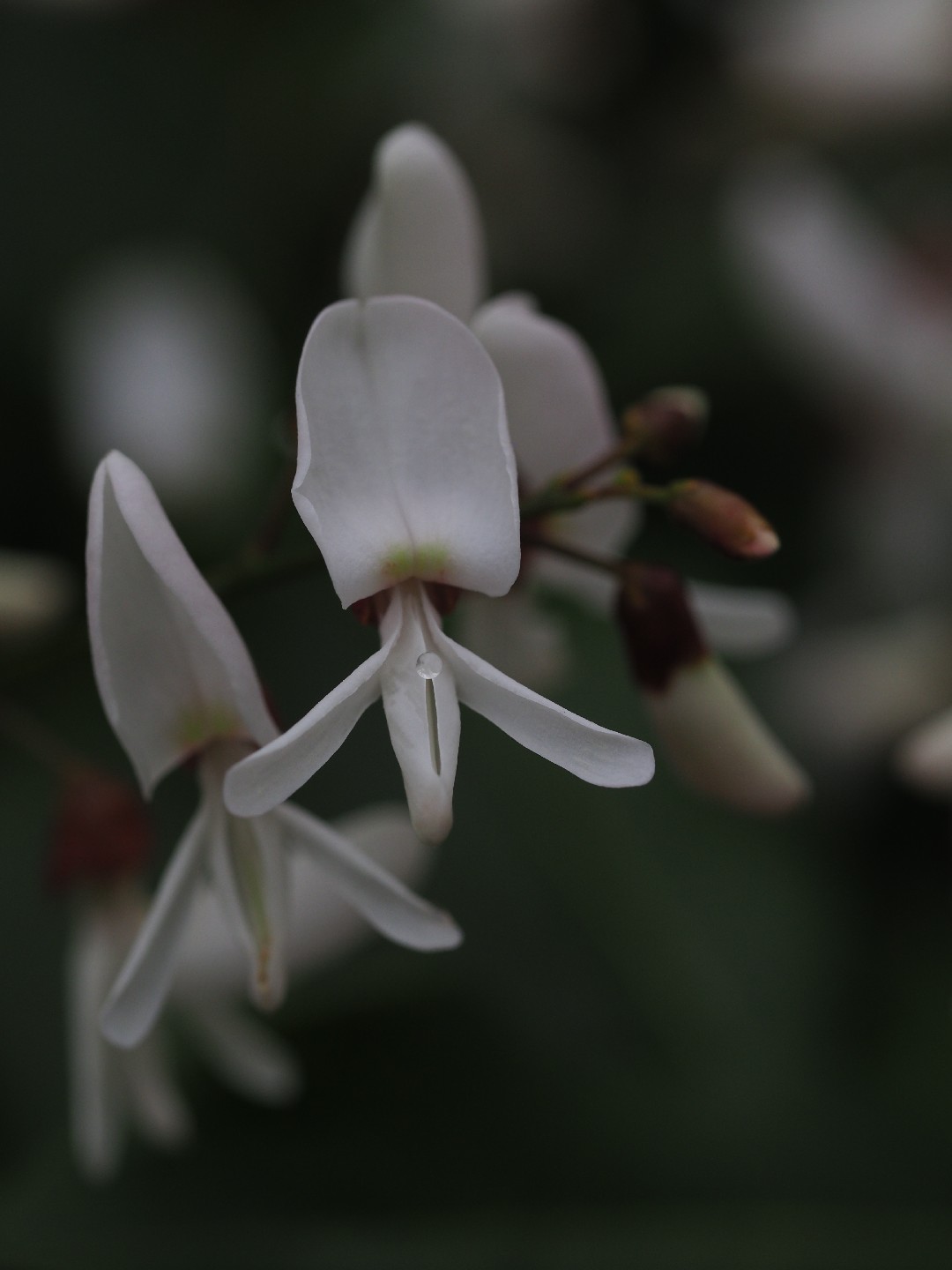 Derris fordii - PictureThis