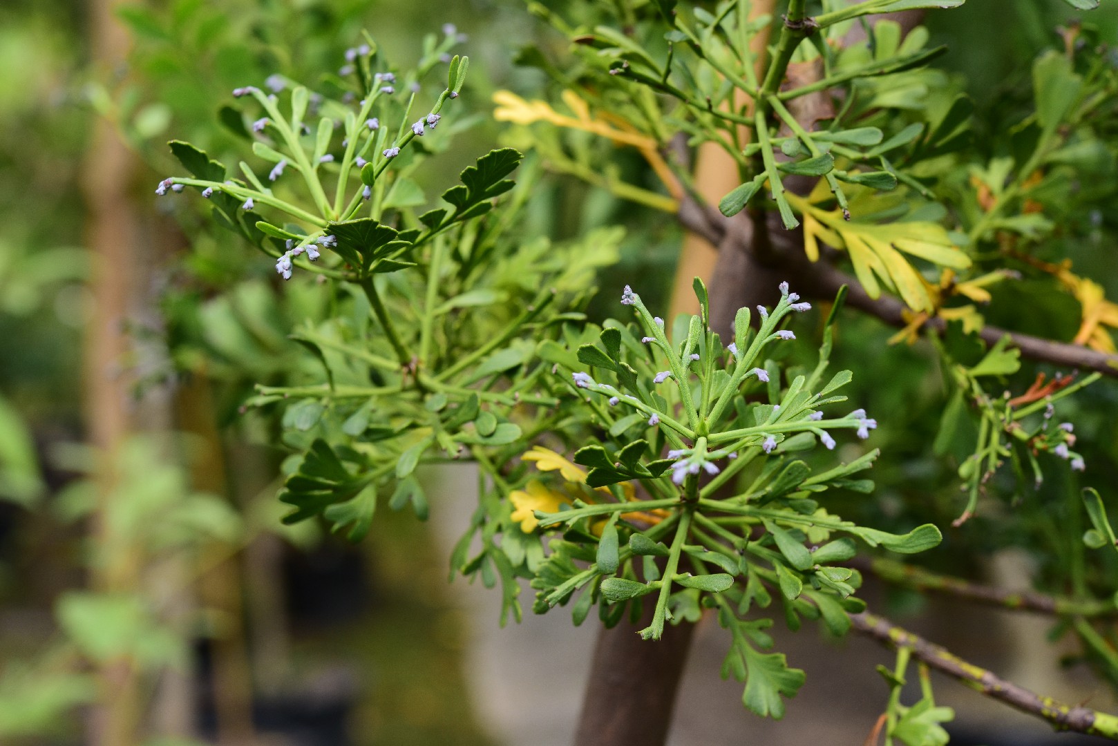 Celery pine (Phyllocladus trichomanoides) Flower, Leaf, Care, Uses ...