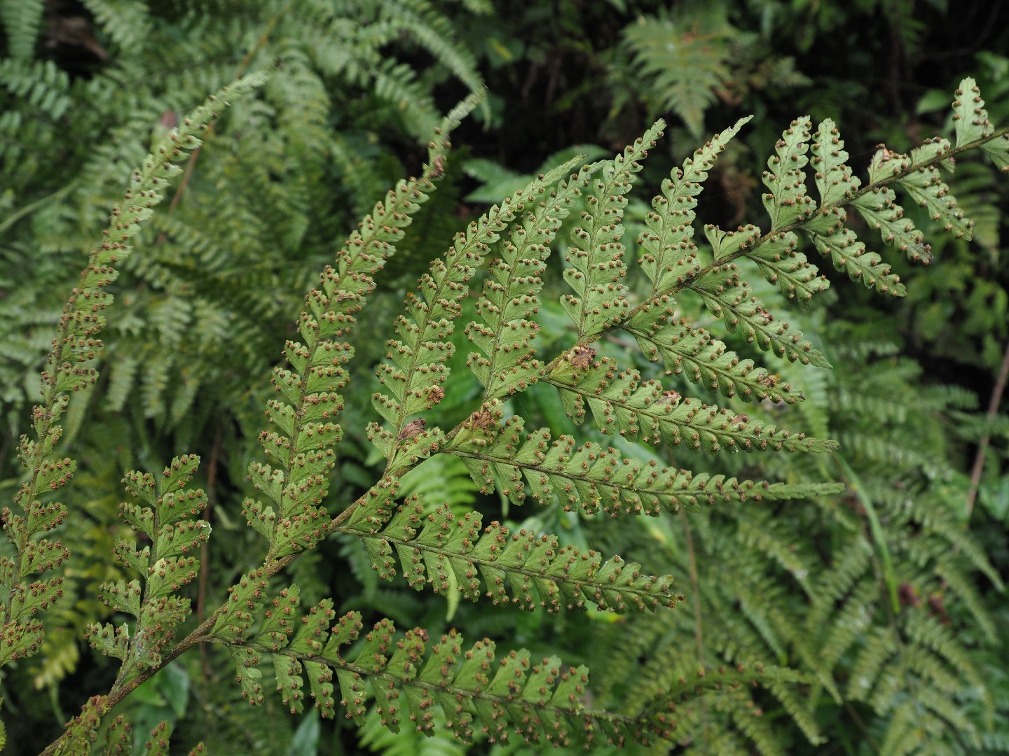 Palapalai Care (Watering, Fertilize, Pruning, Propagation) - PictureThis