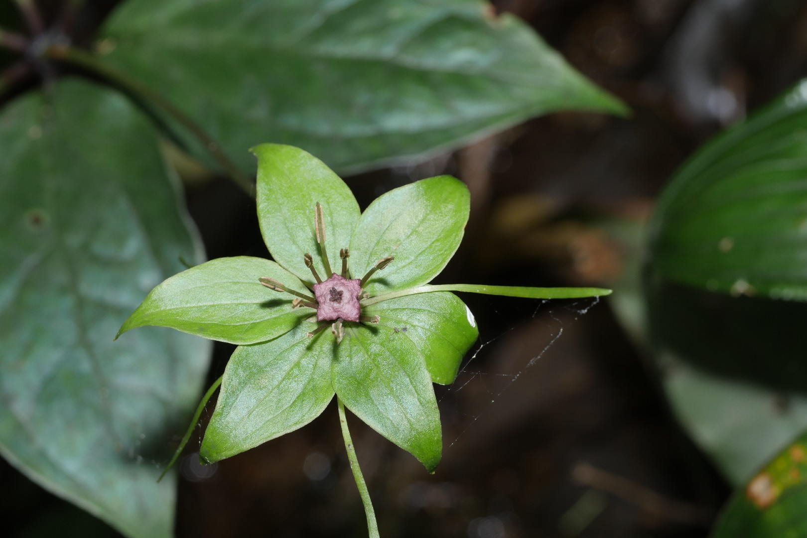 Paris Flower, Leaf, Care, Uses - PictureThis