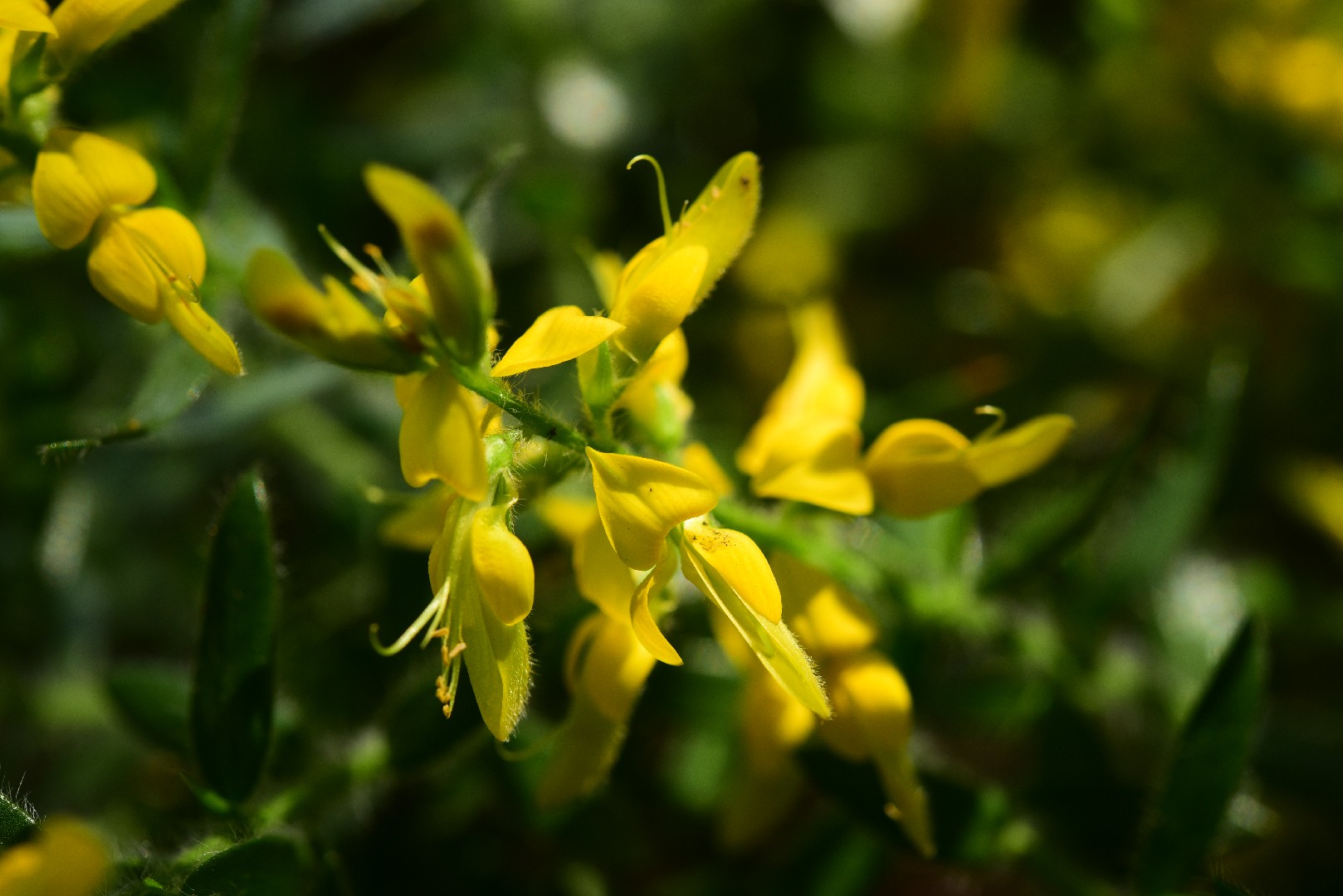 Genista germanica - PictureThis