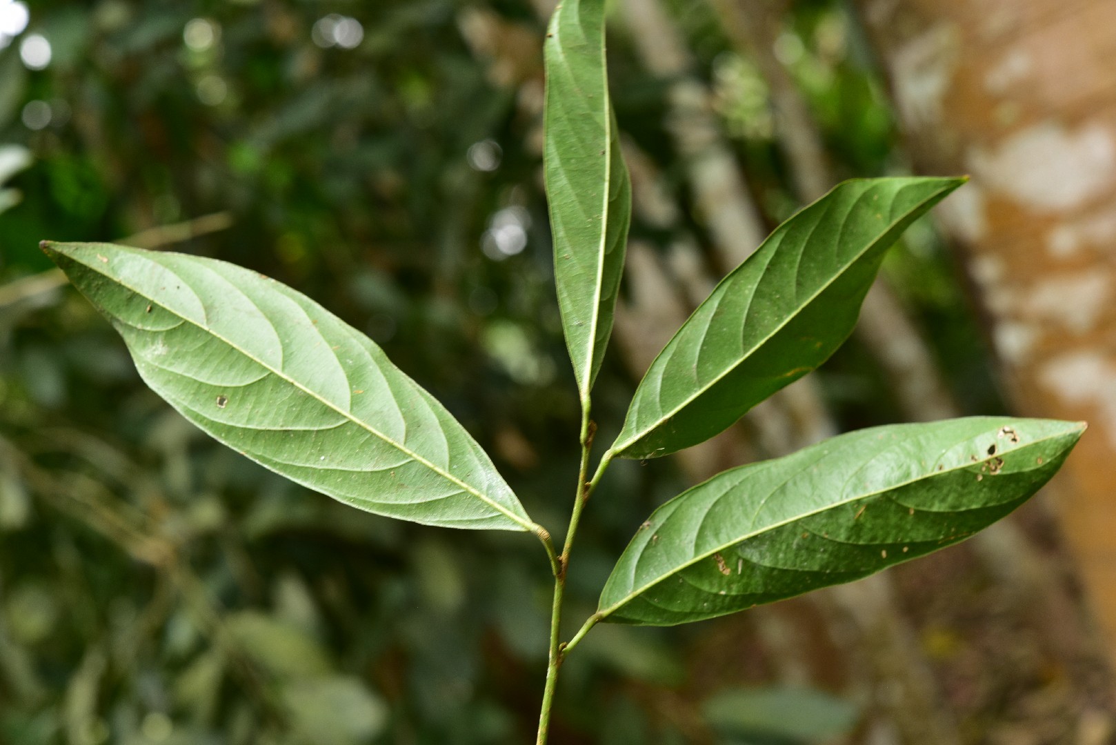 Gynocardia odorata - PictureThis
