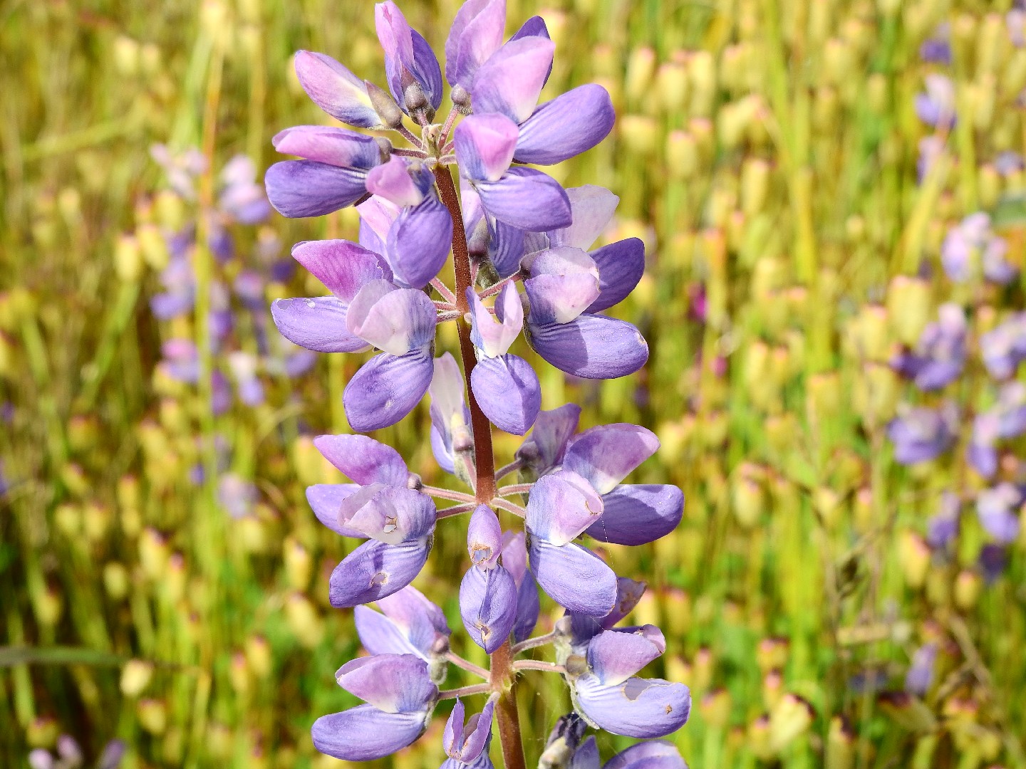 カサバルピナス (Lupinus pilosus) 花言葉，毒性，よくある質問 - PictureThis