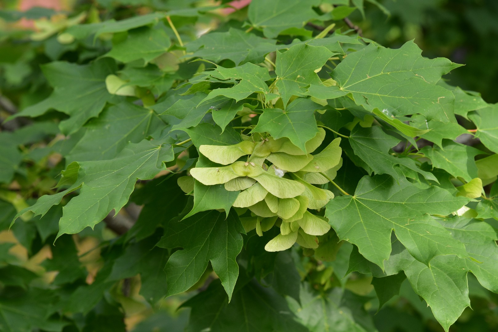 Identificar Los Arces Por Su Corteza Acer Platanoides L. Arce Real,