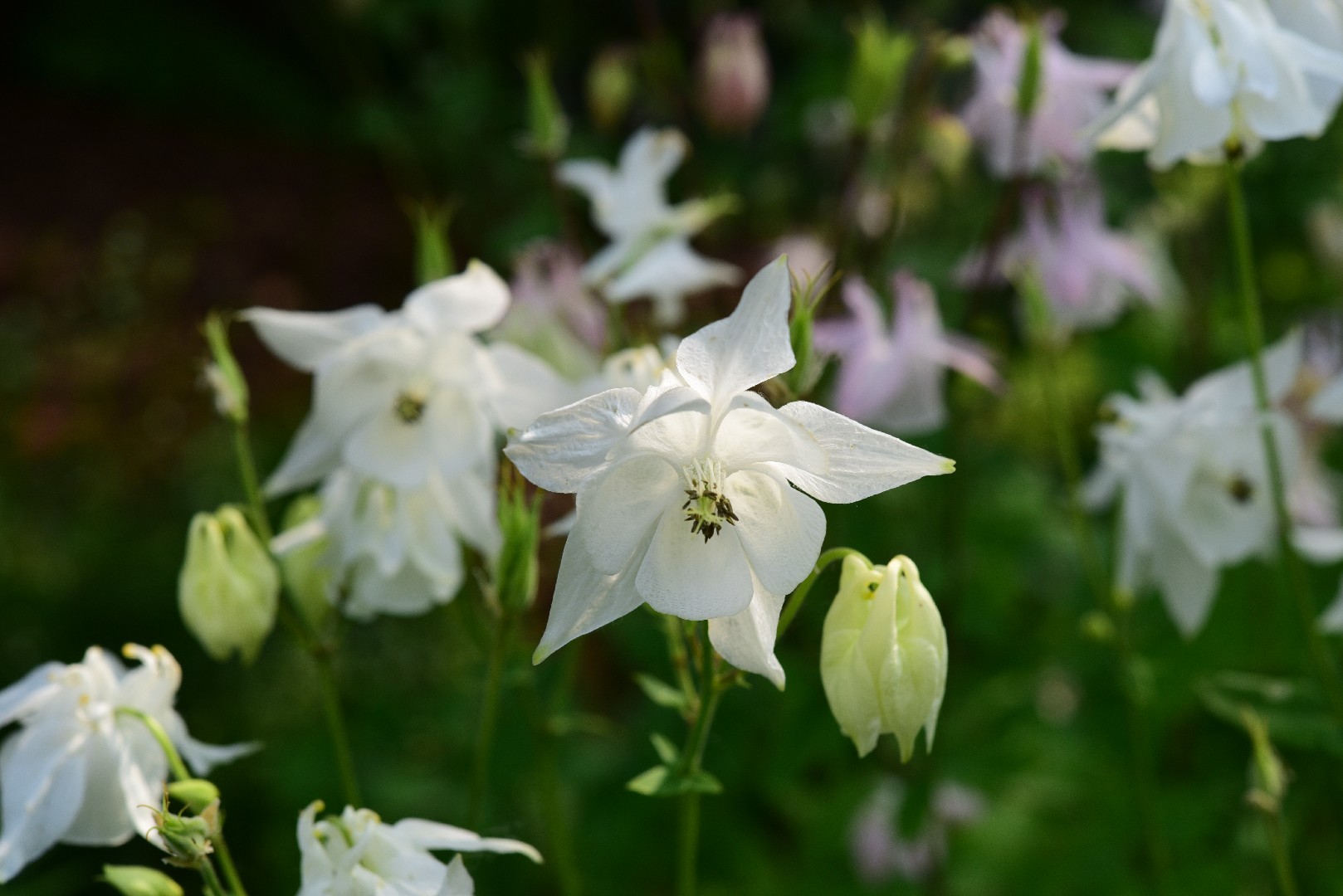 Aquilegia fragrans 花言葉，毒性，よくある質問 - PictureThis