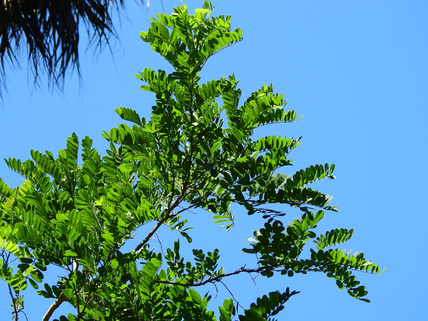 Calpurnia aurea - PictureThis