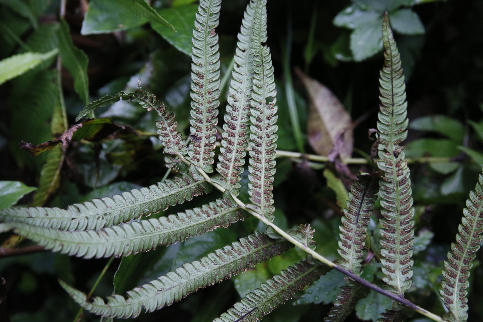 Готтентотский папоротник (Cyclosorus interruptus) - PictureThis