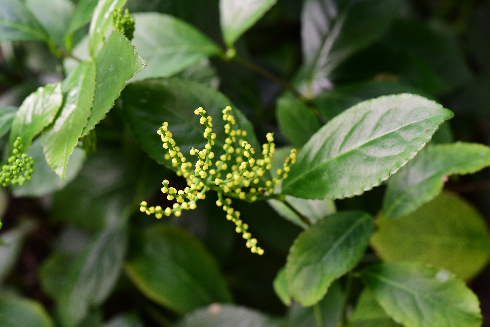 Chloranthus spicatus - PictureThis