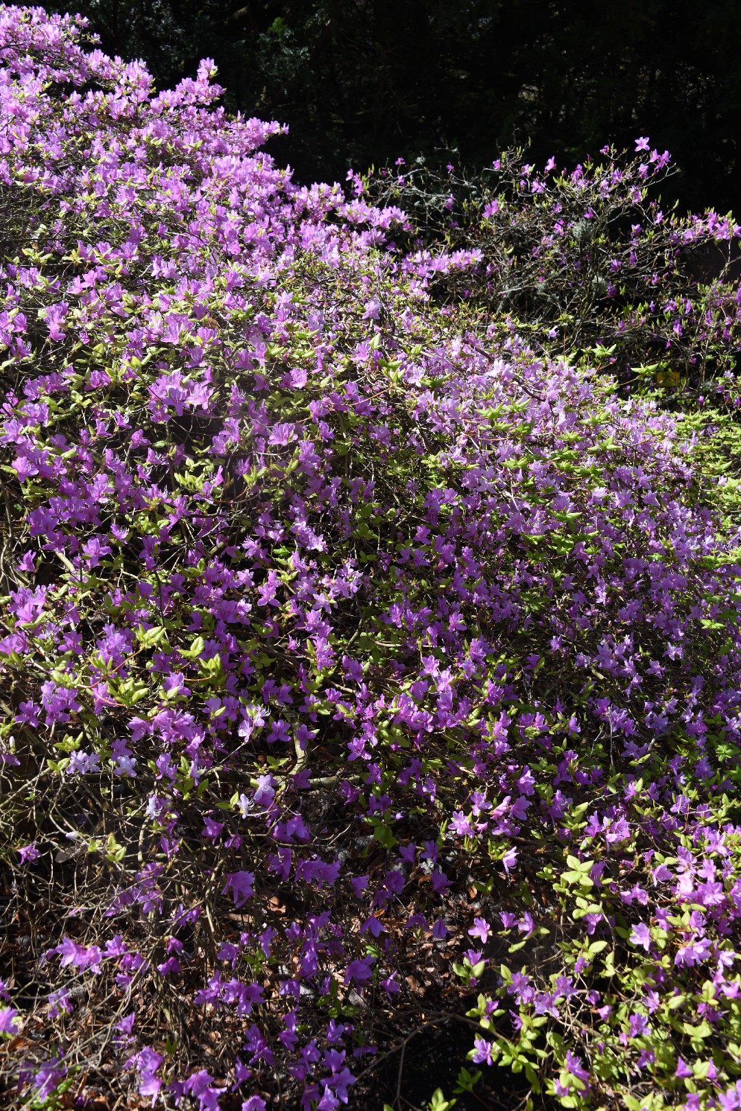 Rhododendron reticulatum - PictureThis