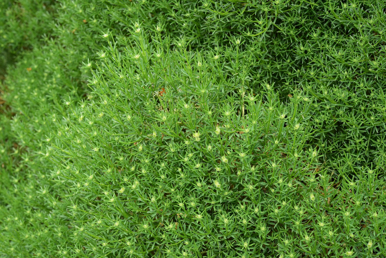 Tollaga (Echinospartum horridum) - PictureThis