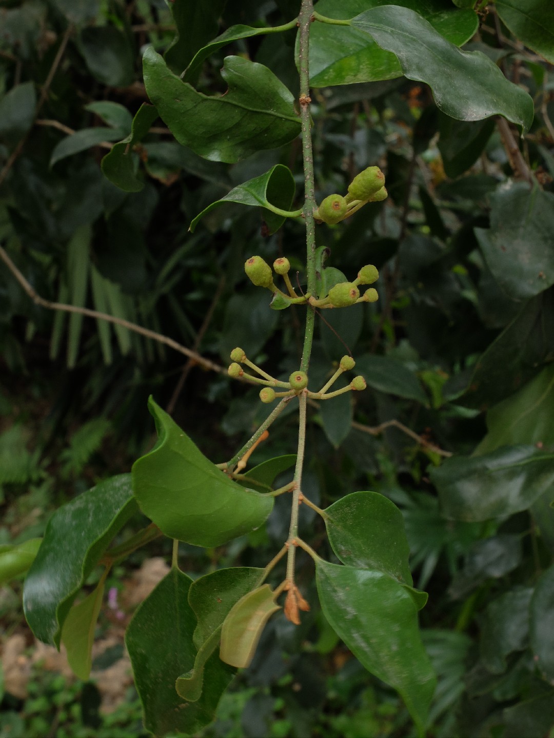 Chinese taxillus twig (Taxillus sutchuenensis) Flower, Leaf, Care, Uses ...