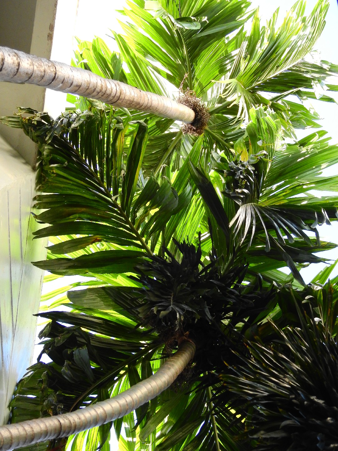 What should I do after pruning my Areca palm? - PictureThis