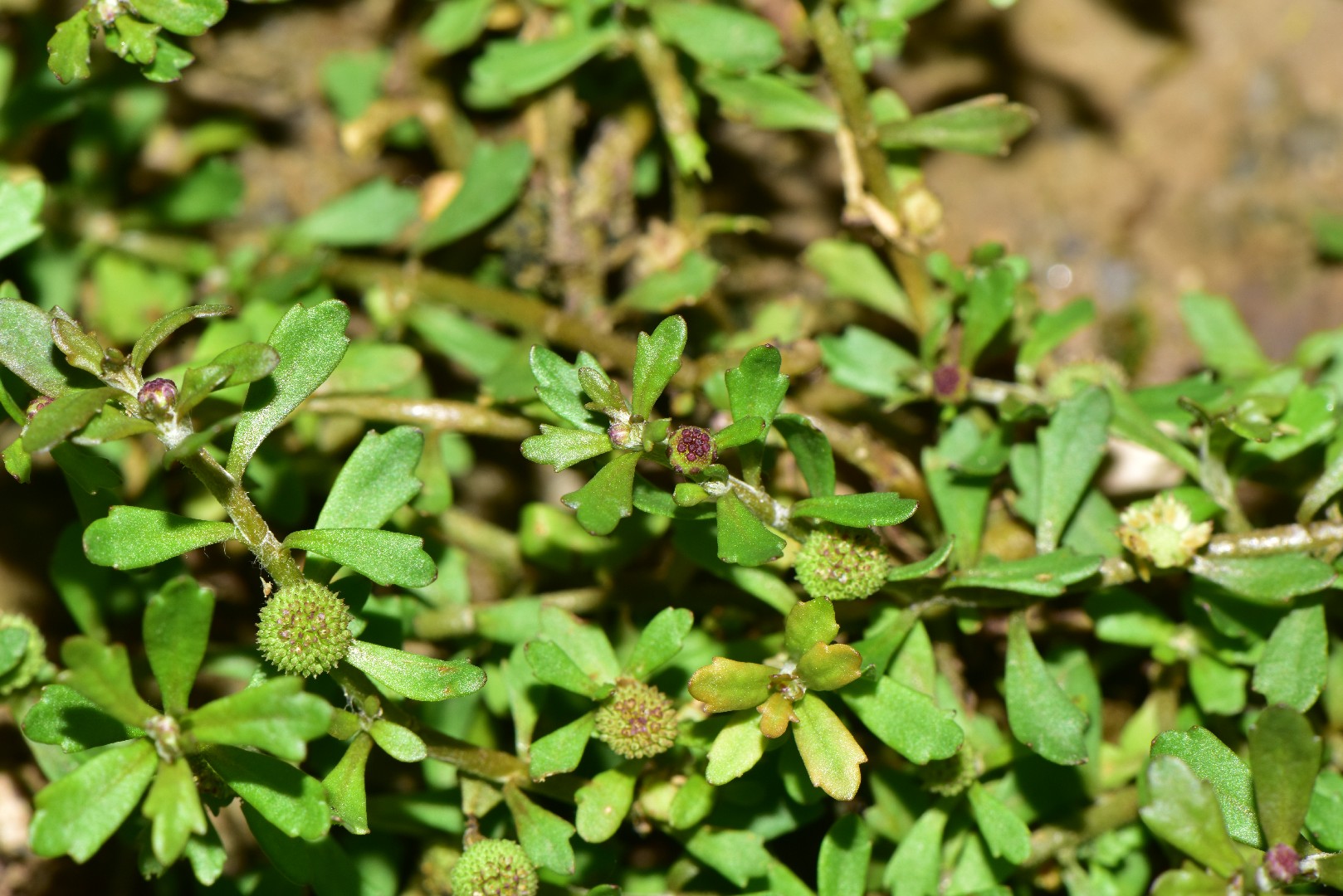 Centipeda Care (Watering, Fertilize, Pruning, Propagation) - PictureThis