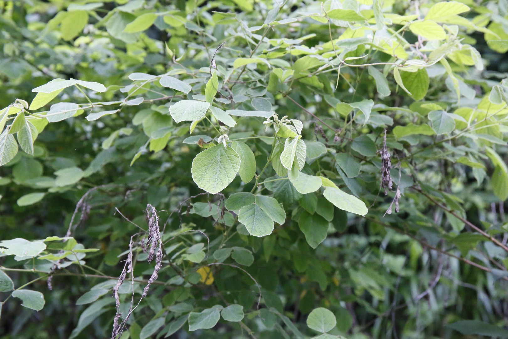 Desmodium elegans 照顧，種植，繁殖，開花時間 - PictureThis