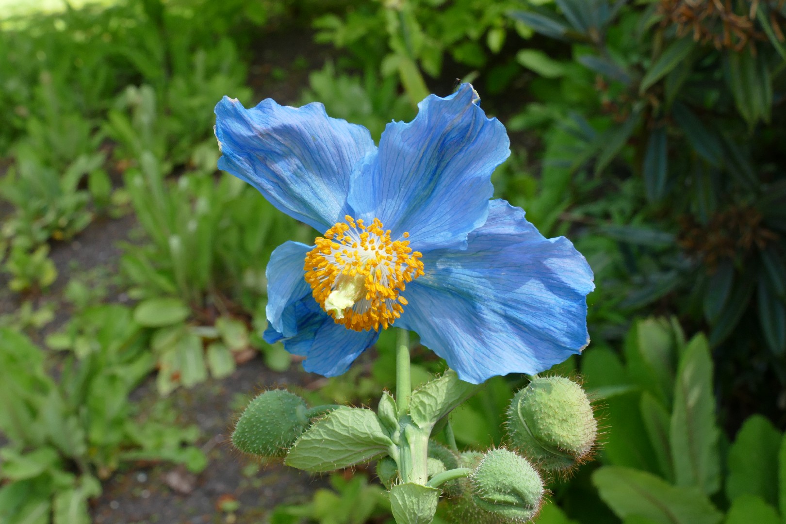 Amapola azul del Himalaya (Meconopsis baileyi) - PictureThis