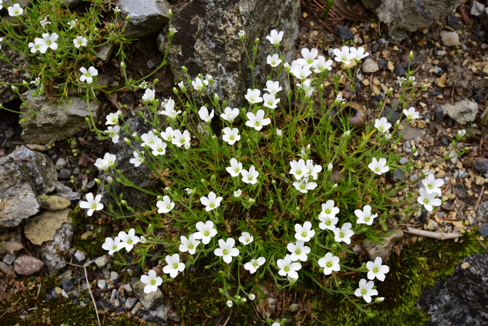 Arenaria grandiflora - PictureThis