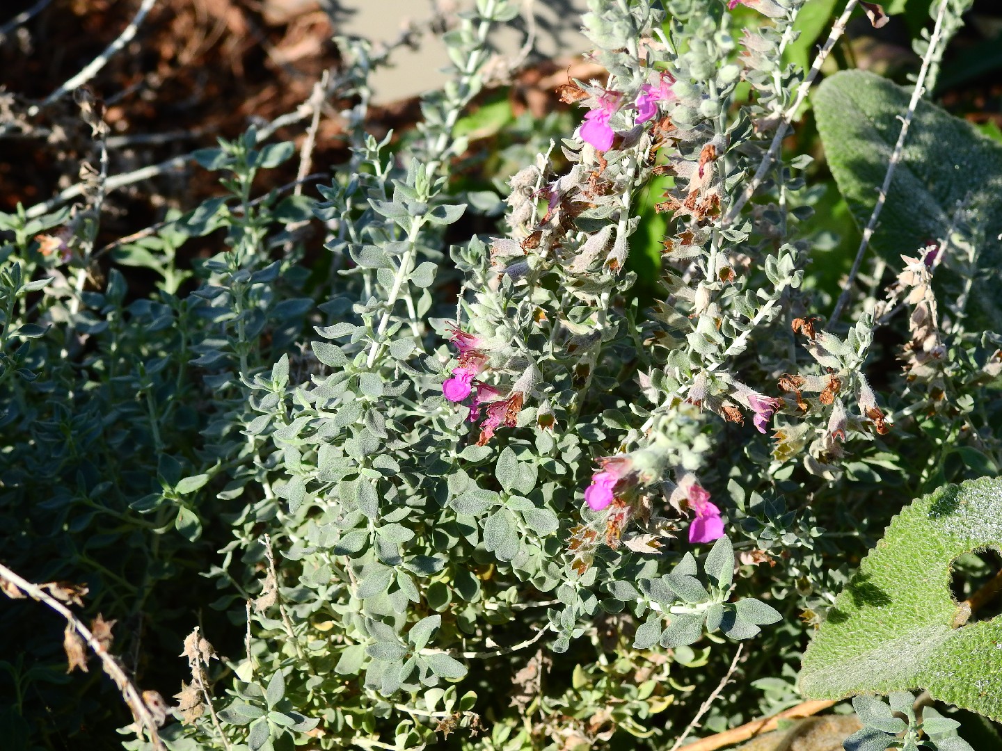 Camedrio maro (Teucrium marum) - PictureThis