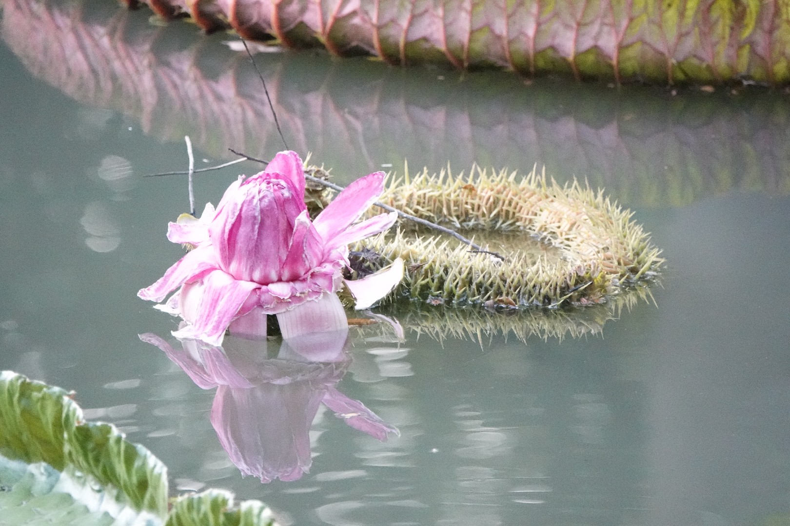 Victoria cruziana - PictureThis