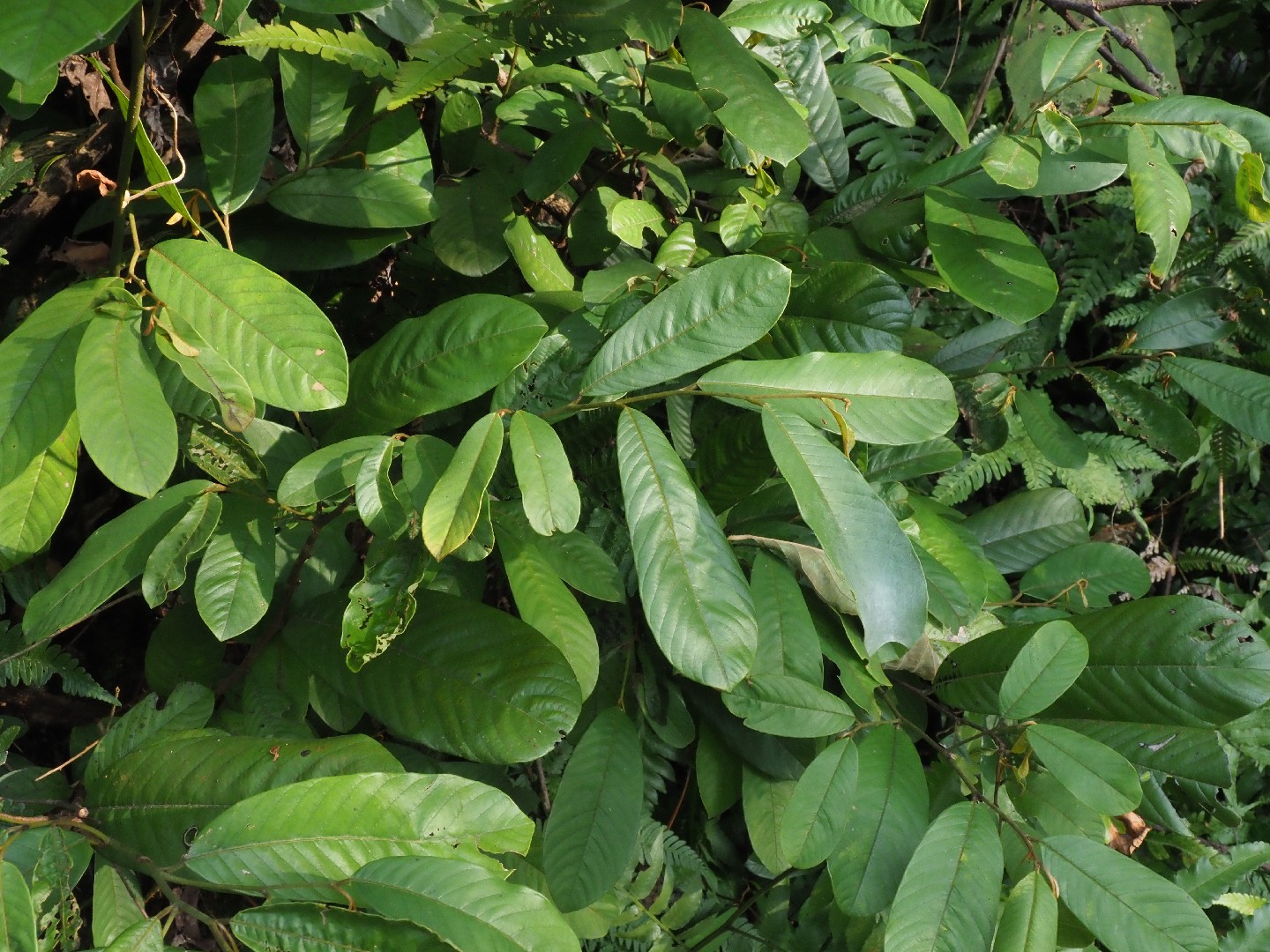 Fissistigma Flower, Leaf, Care, Uses - PictureThis