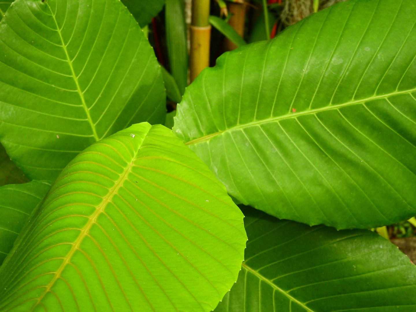 Golden guinea tree (Dillenia alata) Flower, Leaf, Care, Uses - PictureThis