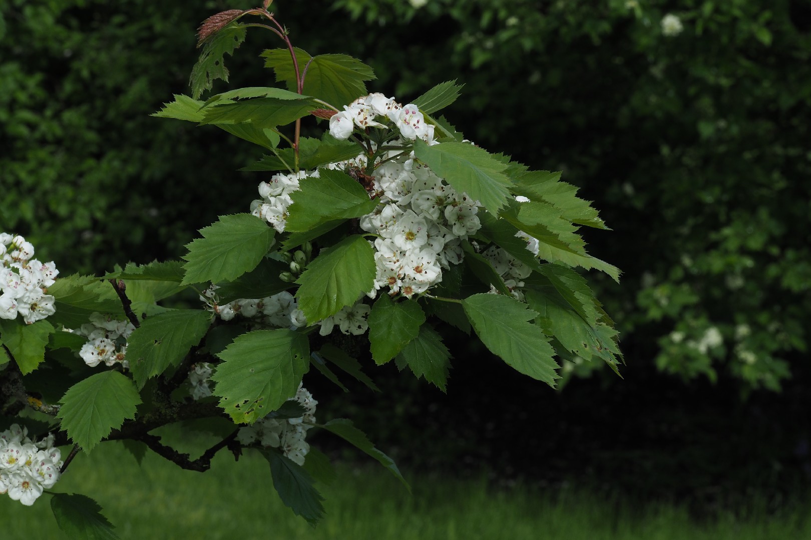 Crataegus holmesiana - PictureThis